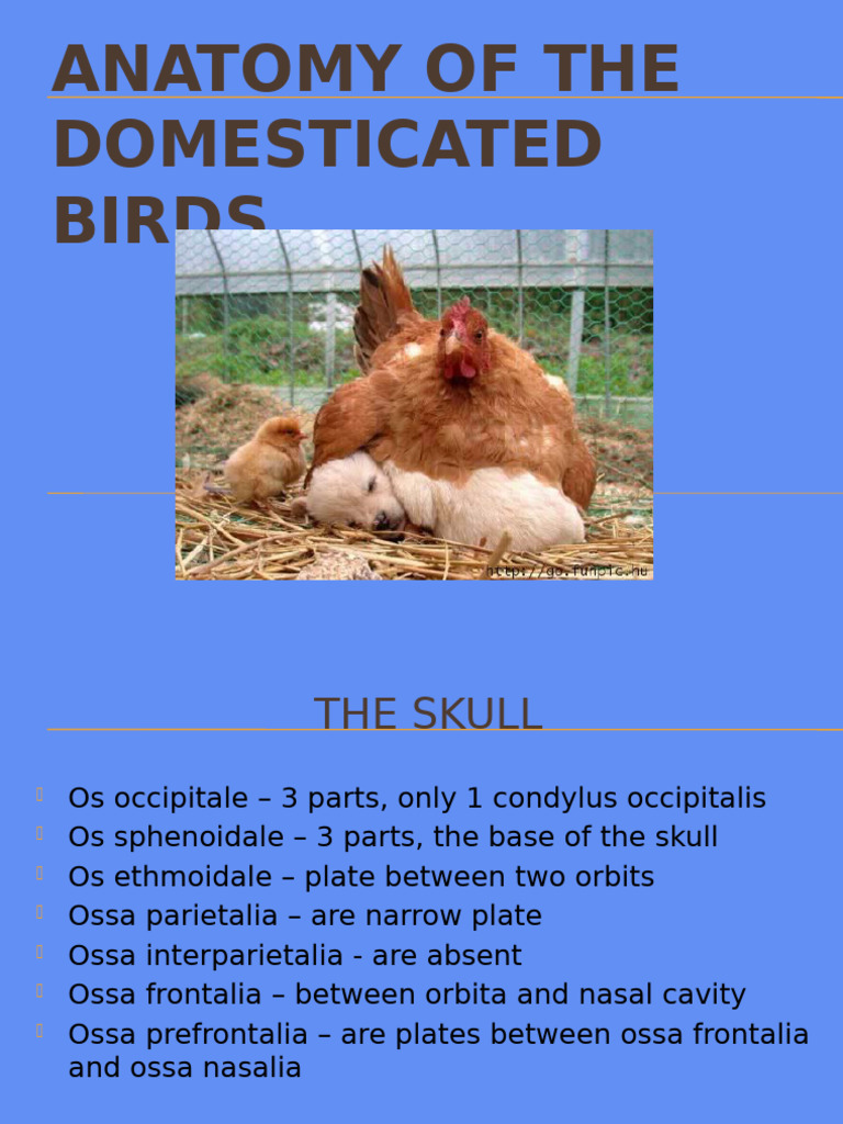 Anatomy of Ossa Nasalia in Birds | PDF | Vertebra | Skeletal System