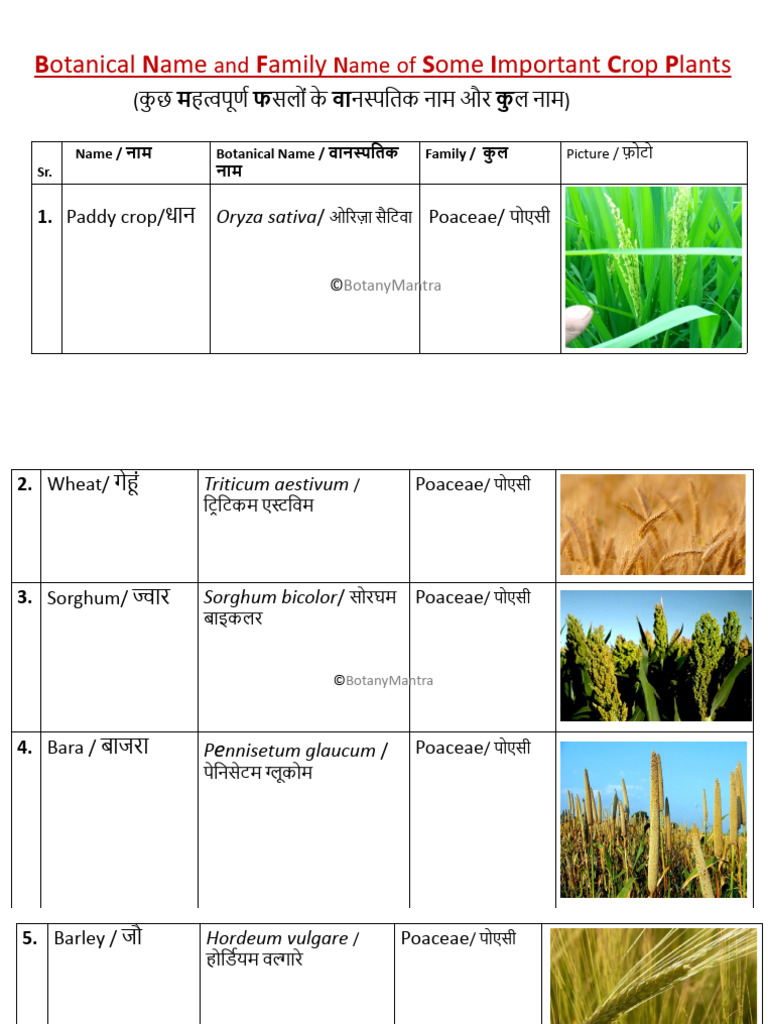 Botanical Name and Family Name of Some Important | PDF