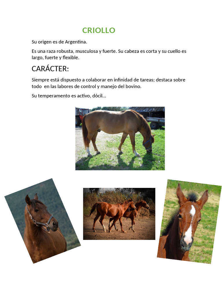 CRIOLLO | PDF