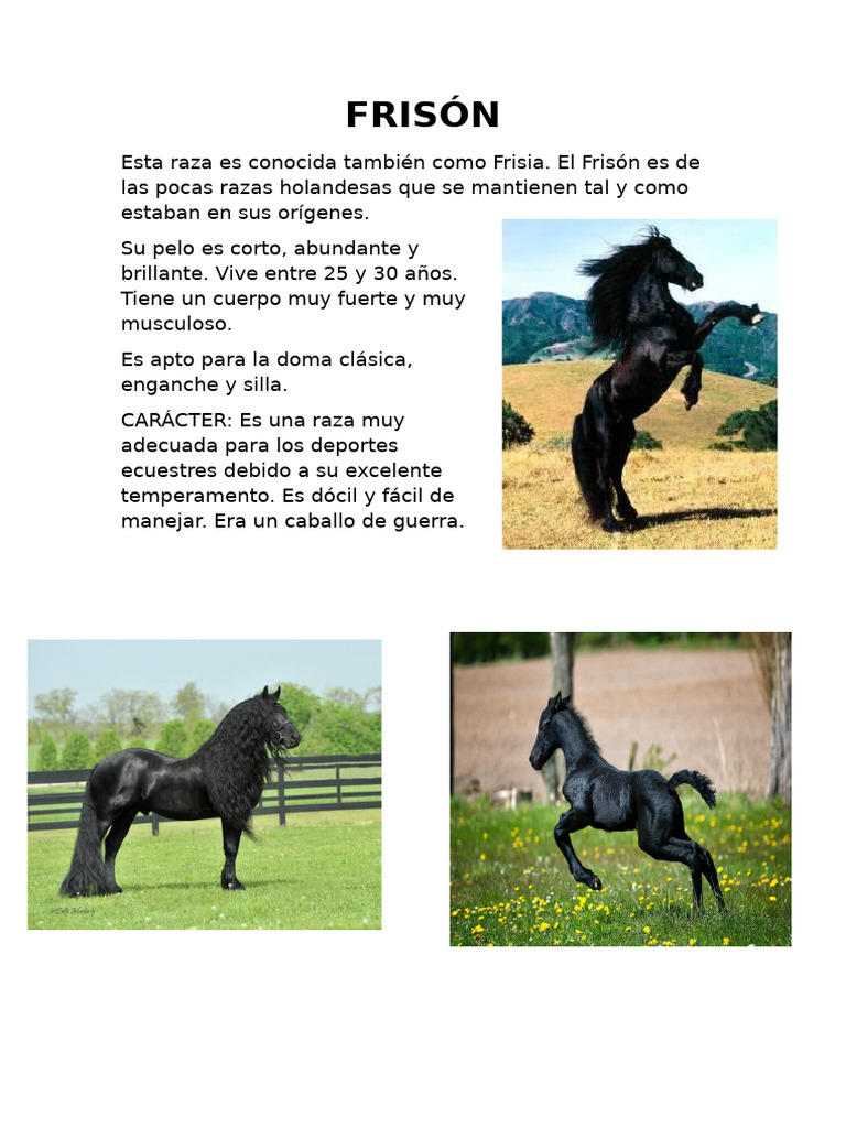 Características del Caballo Frisón | PDF