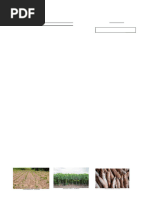 Marcotting: Propagation Guide for Plants | PDF | Horticulture | Botany