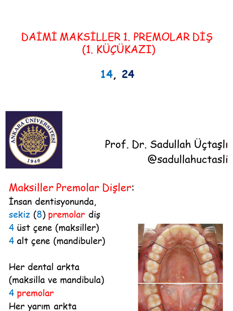 ISTUN 6 Ders Maksiller 1 Ve 2 Premolar 10 Kasım 17 Kasım 2023 | PDF