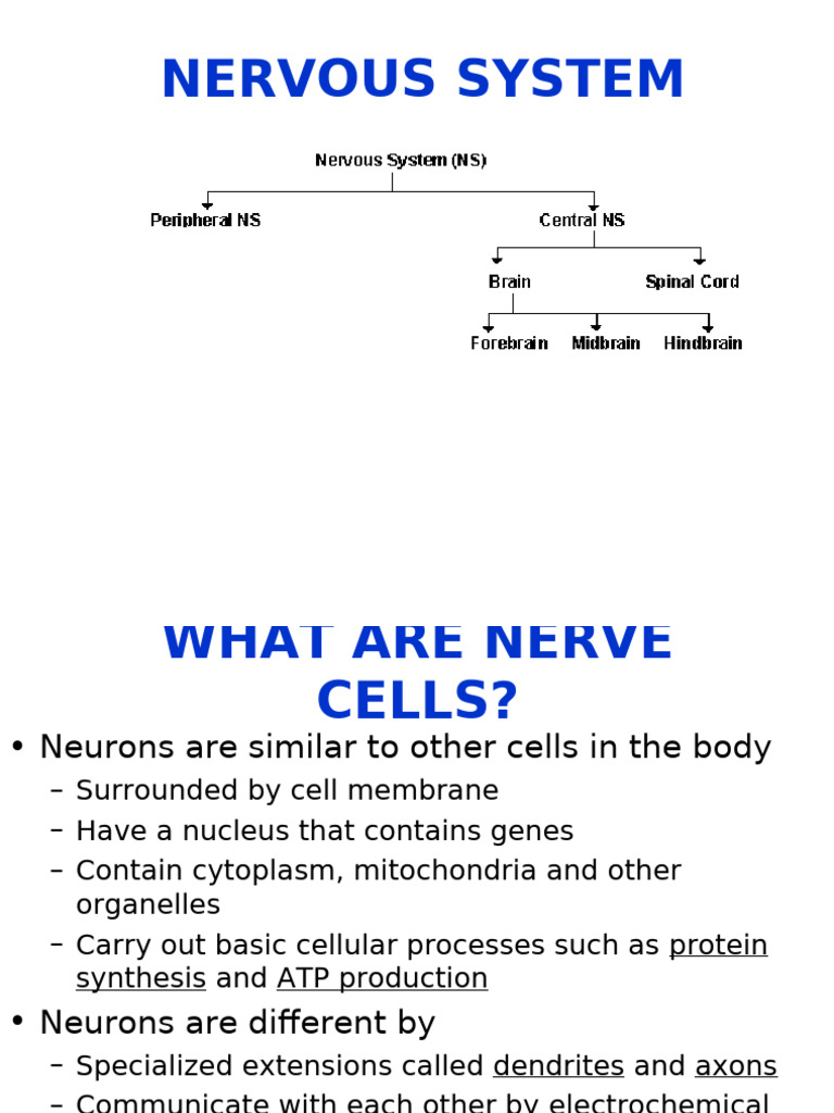 Introduction To Nervous System | PDF | Nerve | Central Nervous System