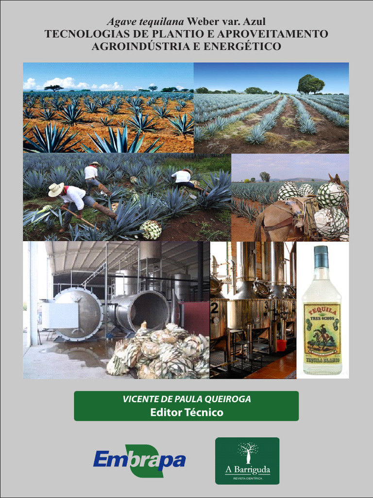 Cultivo e Aproveitamento do Agave Azul | PDF | Cerveja | Agricultura