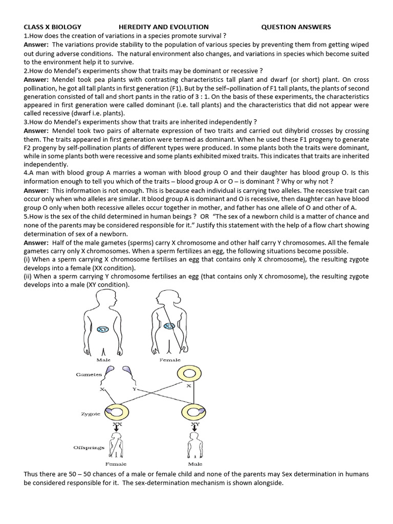 X Heredity and Evolution Qa | PDF | Reproduction | Dominance (Genetics)
