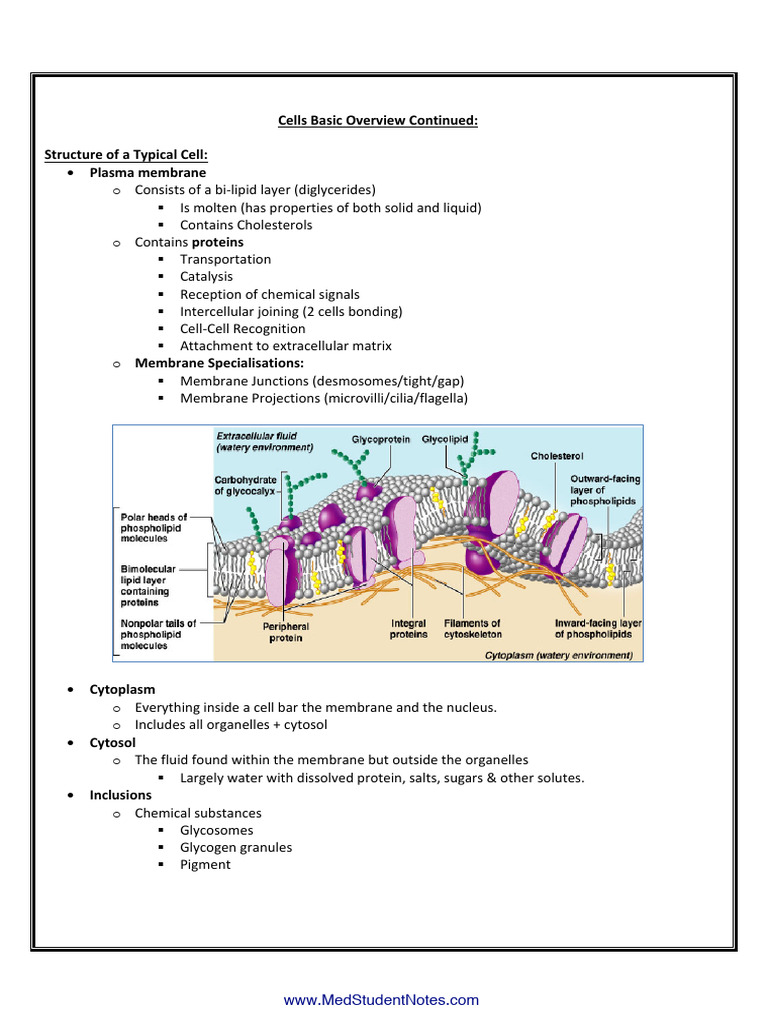 BIOL - 3. Cells Basics (4p) | PDF | Mitosis | Endoplasmic Reticulum