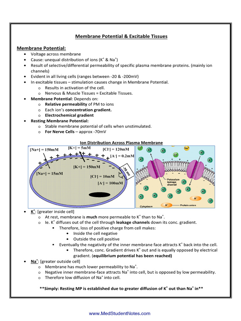 Membrane Potential in Excitable Tissues | PDF | Membrane Potential ...
