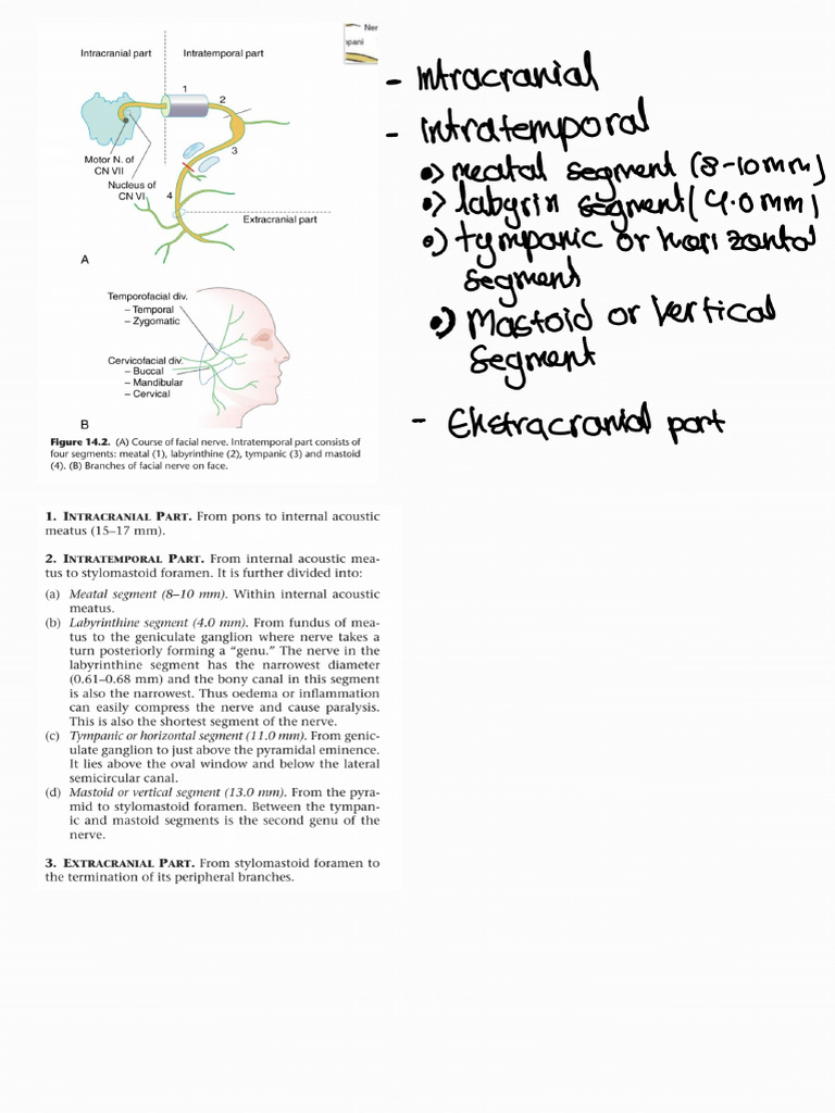 Nervus Facialis - 231006 - 091058 | PDF