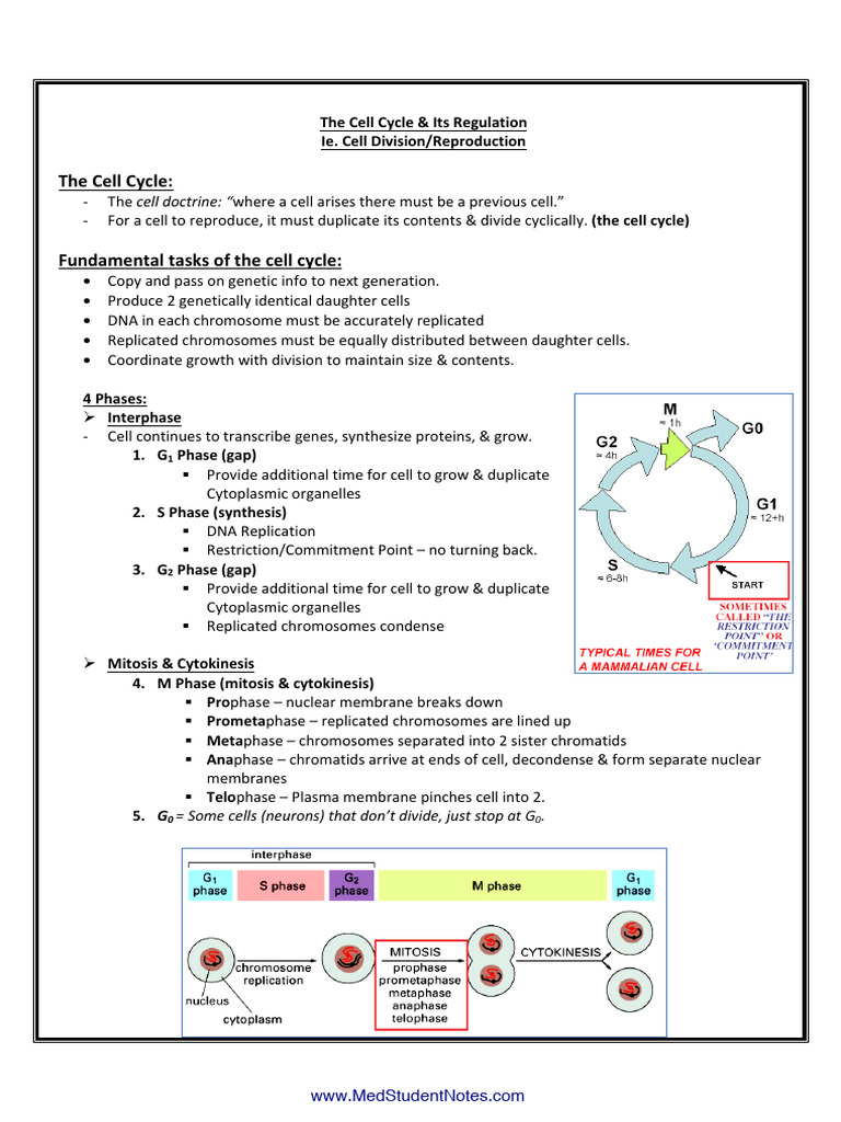 BIOL - 7. The Cell Cycle & Division (6p) | PDF | Cell Cycle | Mitosis