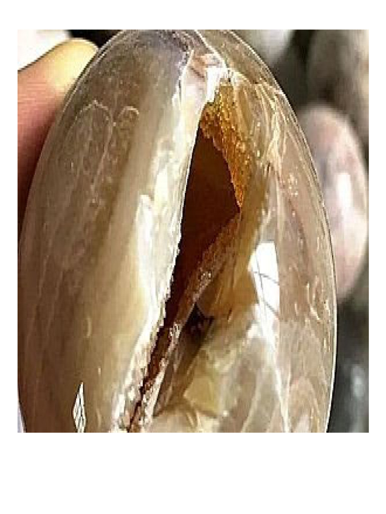 Sheel React With Skin | PDF