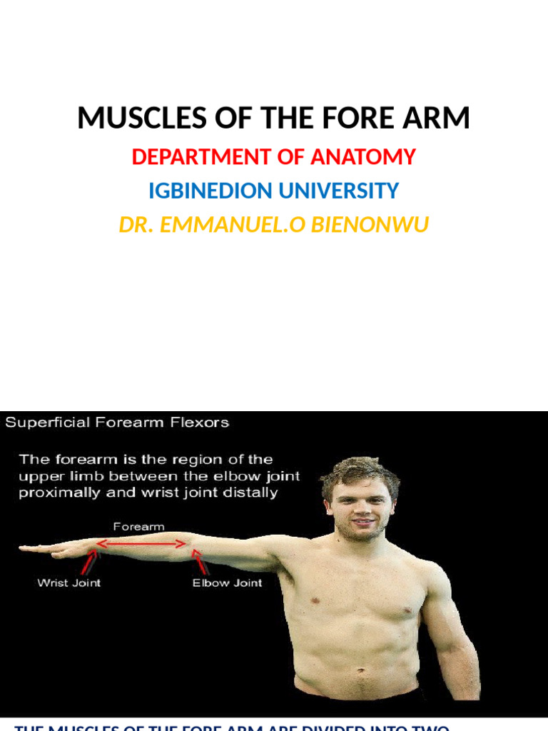 Muscles of The Fore Arm..Dr - Bienonwu Emmanuel.o | PDF