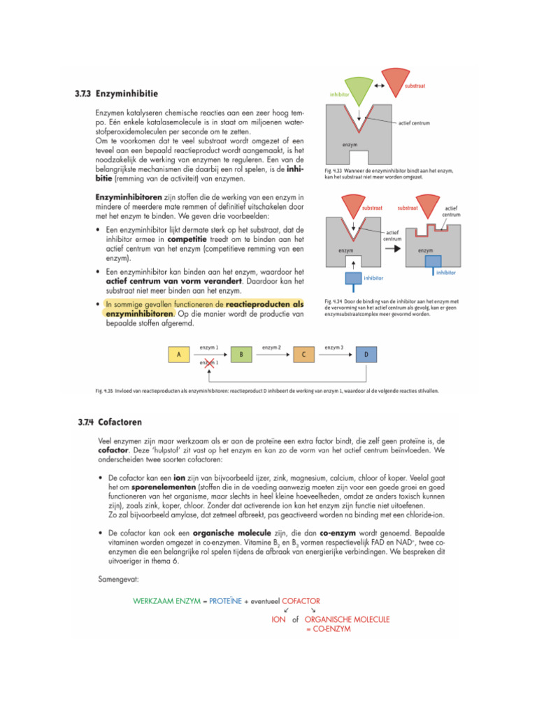 Extra Enzymwerking | PDF