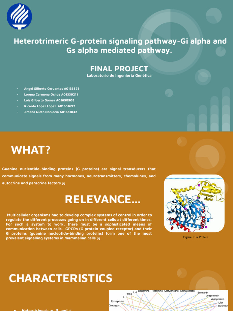 Heterotrimeric G-Protein Signaling Pathway-Gi Alpha | PDF | Cell ...