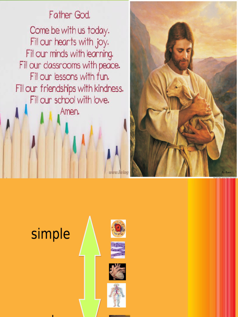 Classfication of Tissues Edited 2022 | PDF | Tissue (Biology) | Epithelium