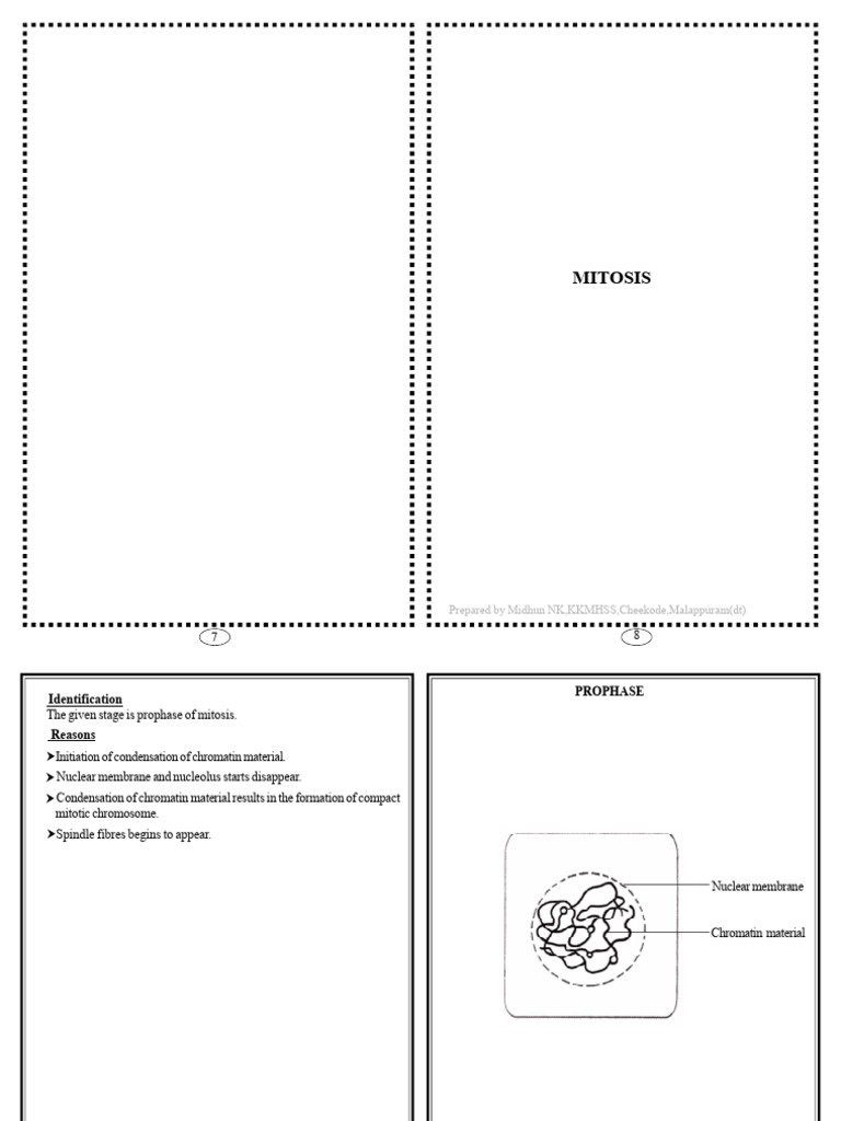 #Botany Lab Manual MDFD 2024 - 25 | PDF | Mitosis | Plant Stem