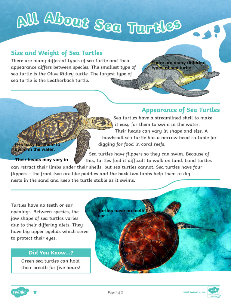 Sea Turtle Species and Characteristics | PDF | Sea Turtle | Turtle