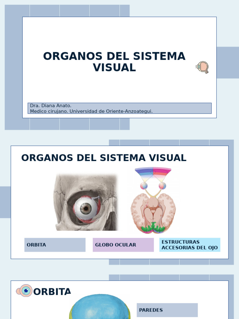 Anatomia Ojo | PDF | Cara | Oftalmología
