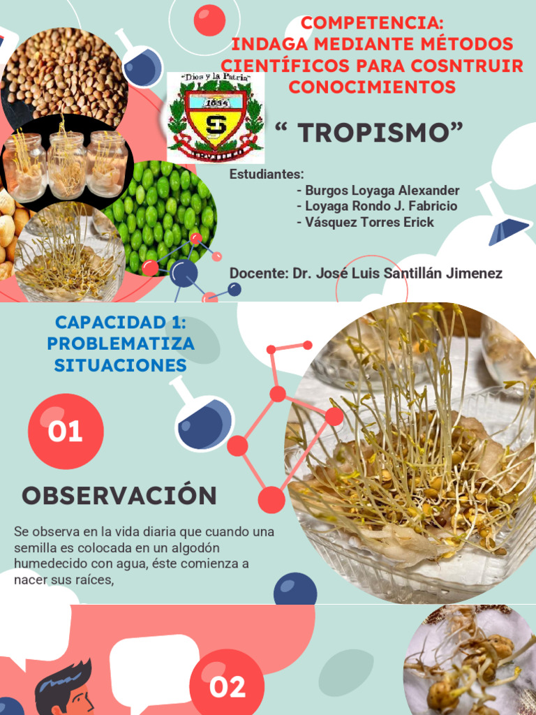 Exposición - Indaga Del Tropismo - 040853 | PDF | Plantas | Botánica