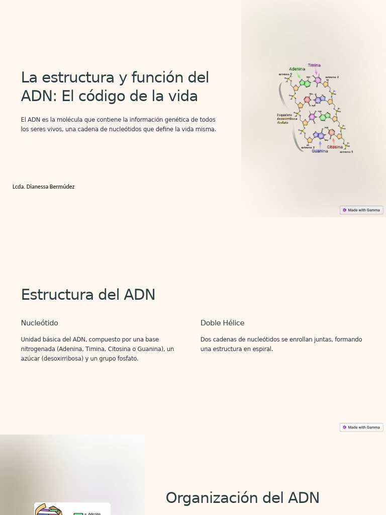 La Estructura y Funcion Del ADN El Codigo de La Vida | PDF