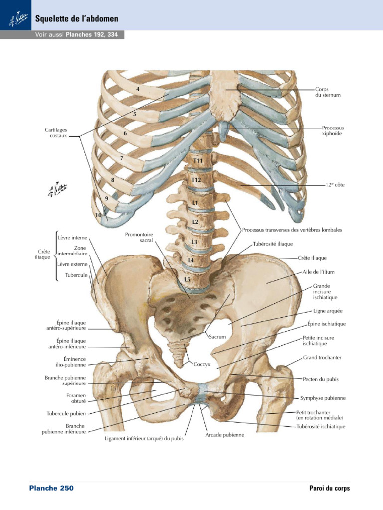 Anatomie du Pecten et Tubercule Pubien | PDF | Système squelettique ...