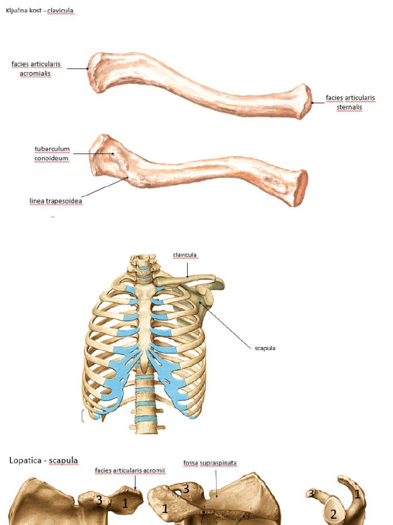 3.kosti Gornjih Udova | PDF