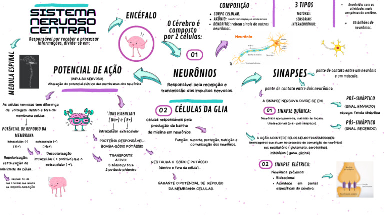 Mapa Mental - Sistema Nervoso Central | PDF | Neurônio | Sinapse
