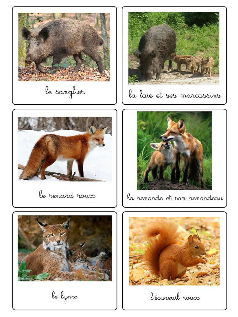 Imagier Animaux de La Foret 2 | PDF