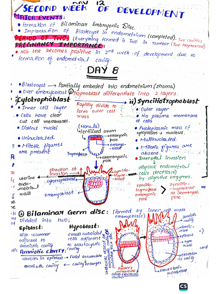 Embryo Block 1 | PDF