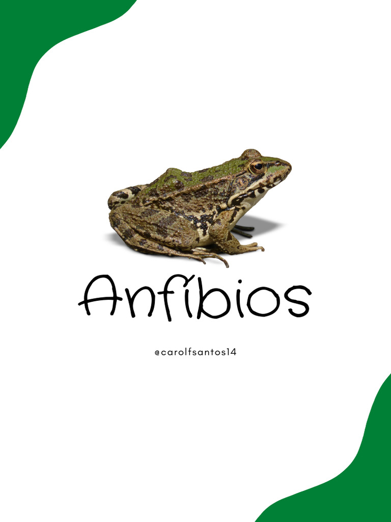Anfíbios | PDF | Sapo | Anfíbio