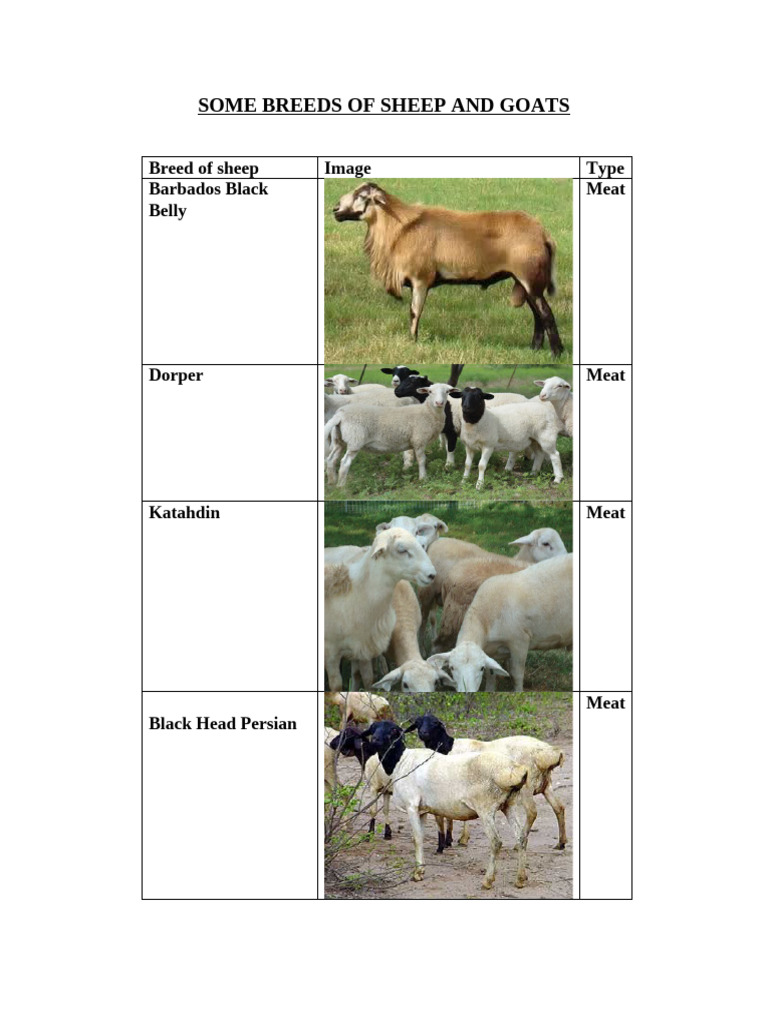 Breeds of Sheep and Goats | PDF