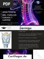 Cartílagos de La Laringe | PDF | Laringe | Anatomía humana