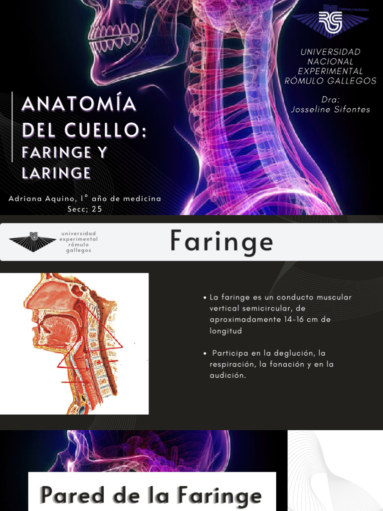 FARINGE | PDF | Cabeza y cuello humanos | Anatomía humana