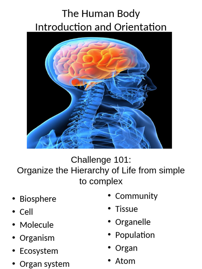 1 A The Human Body Intro | PDF | Human Body | Lymphatic System