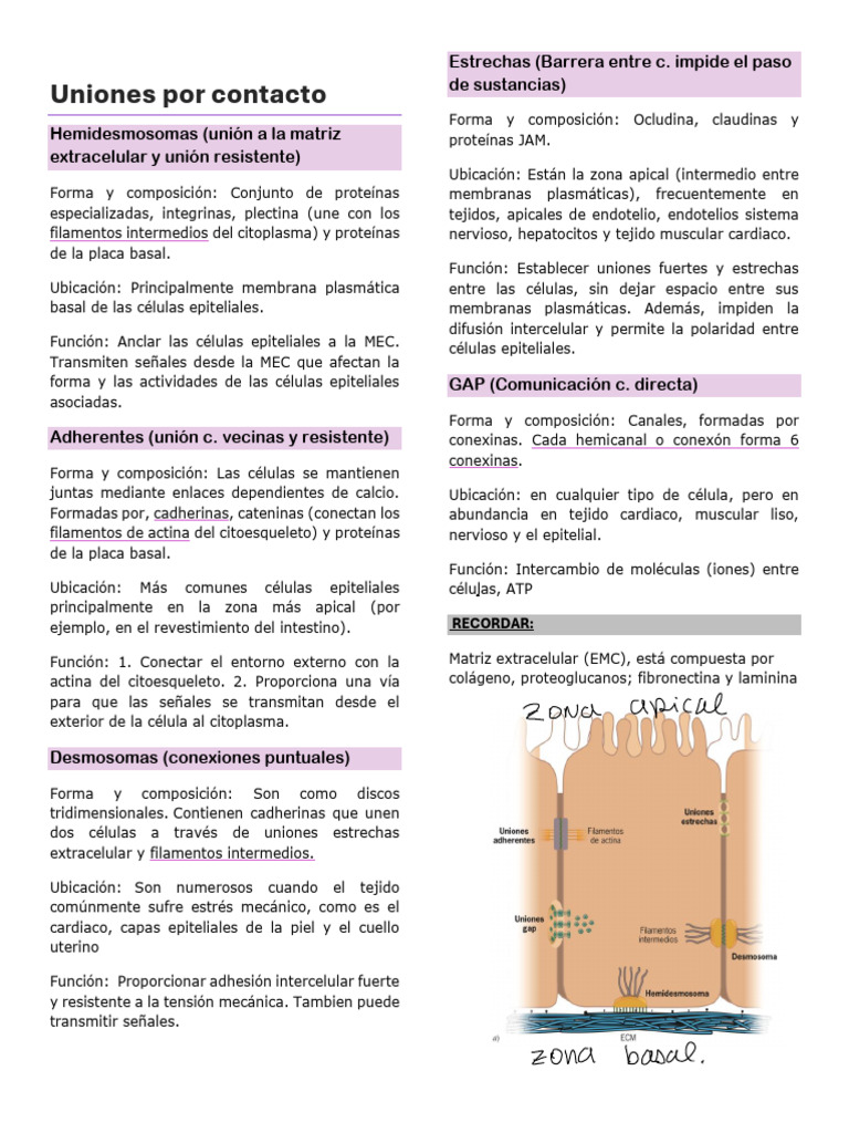 Uniones Celulares y Citoesqueleto | PDF | Mitosis | Mitosis