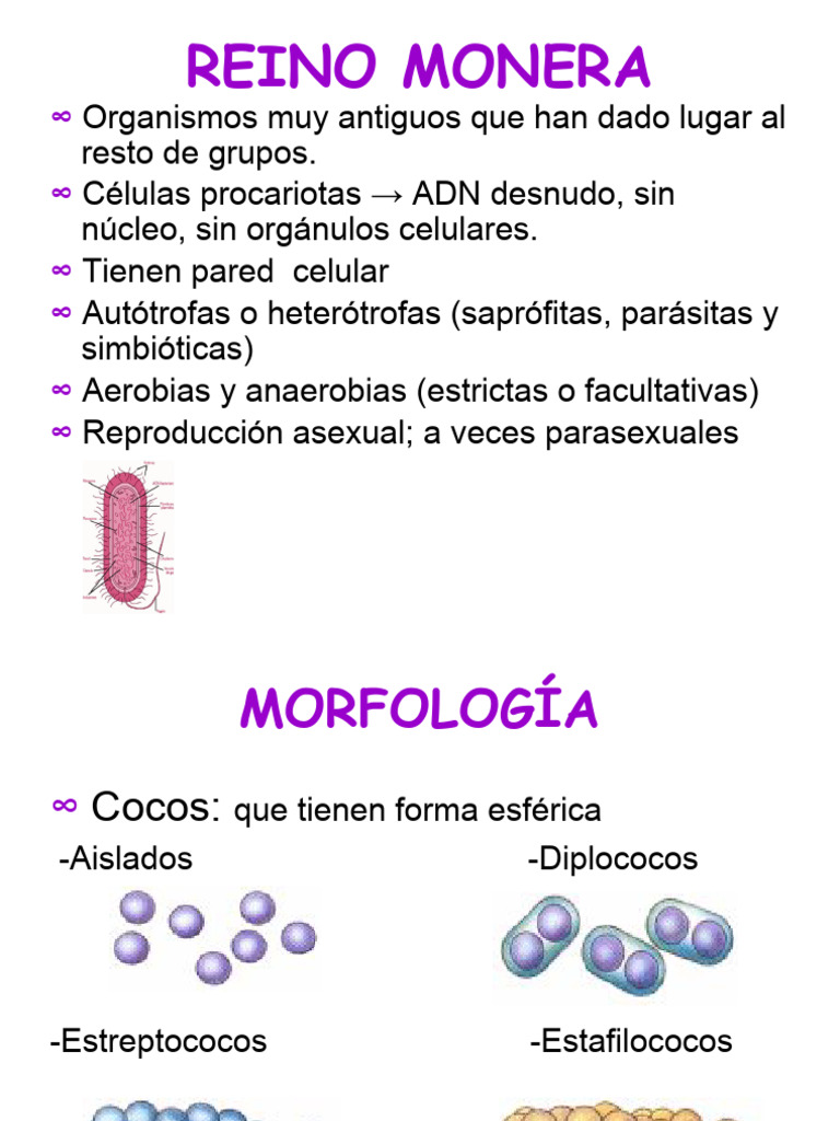 Reino Monera | PDF | Las bacterias | Biología Celular)