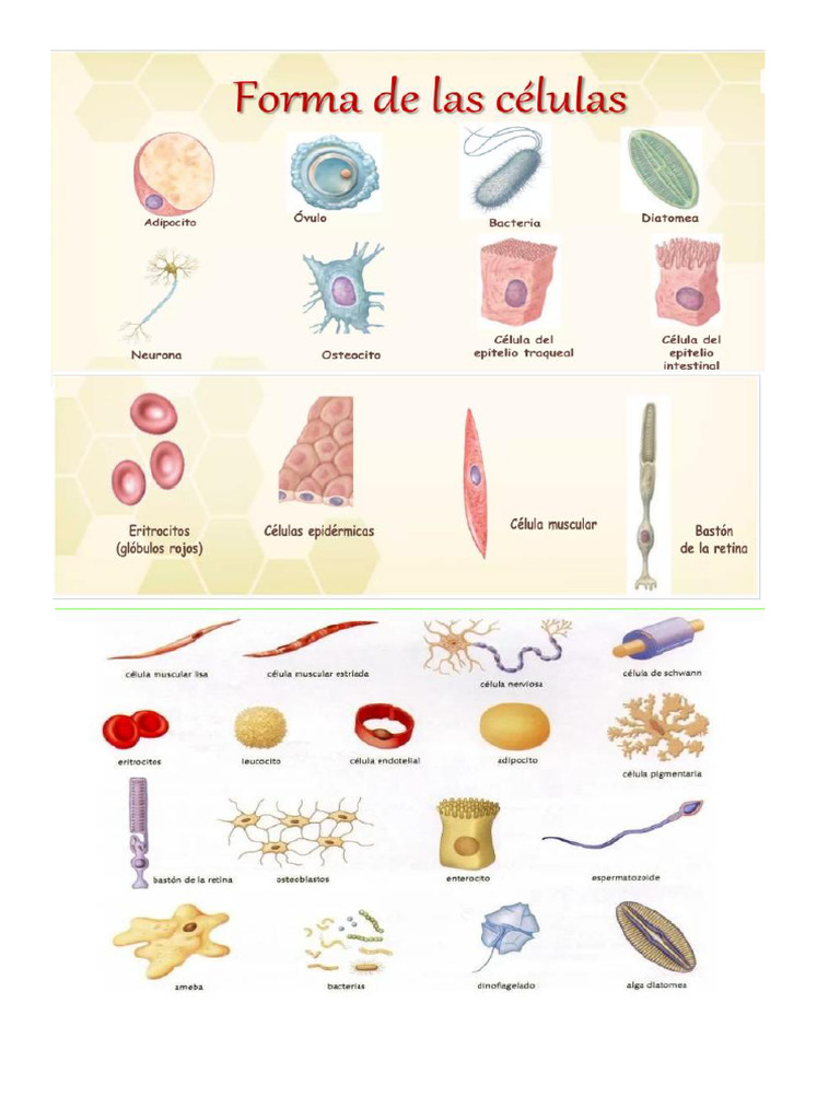 Formas de Celula | PDF