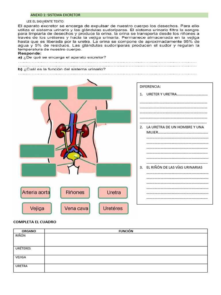 Sesión 33 - Sistema Excretor | PDF