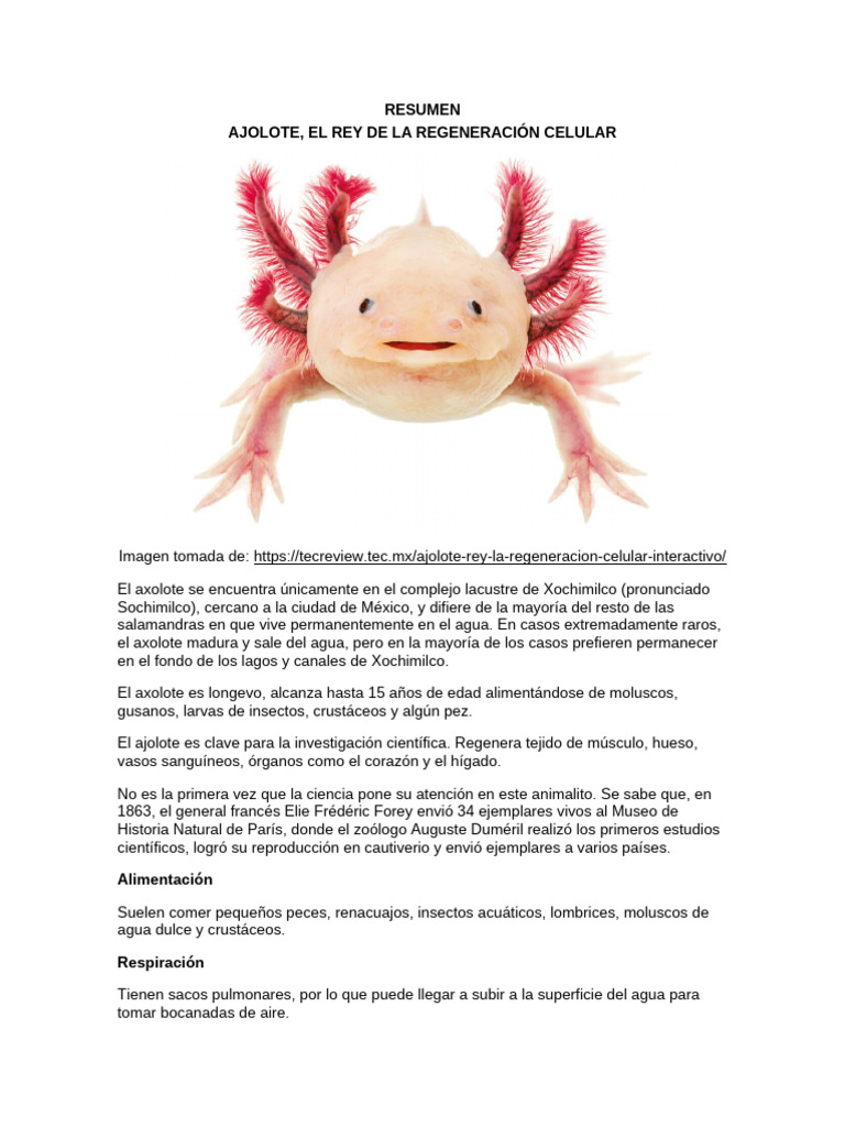AJOLOTE - ACTIVIDAD 4 | PDF | Regeneración (biología) | Genoma