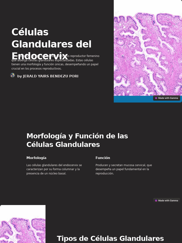 Células Glandulares del Endocervix: Función y Patologías | PDF | Ciclo ...