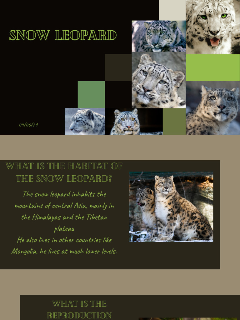 Snow Leopard!! | PDF