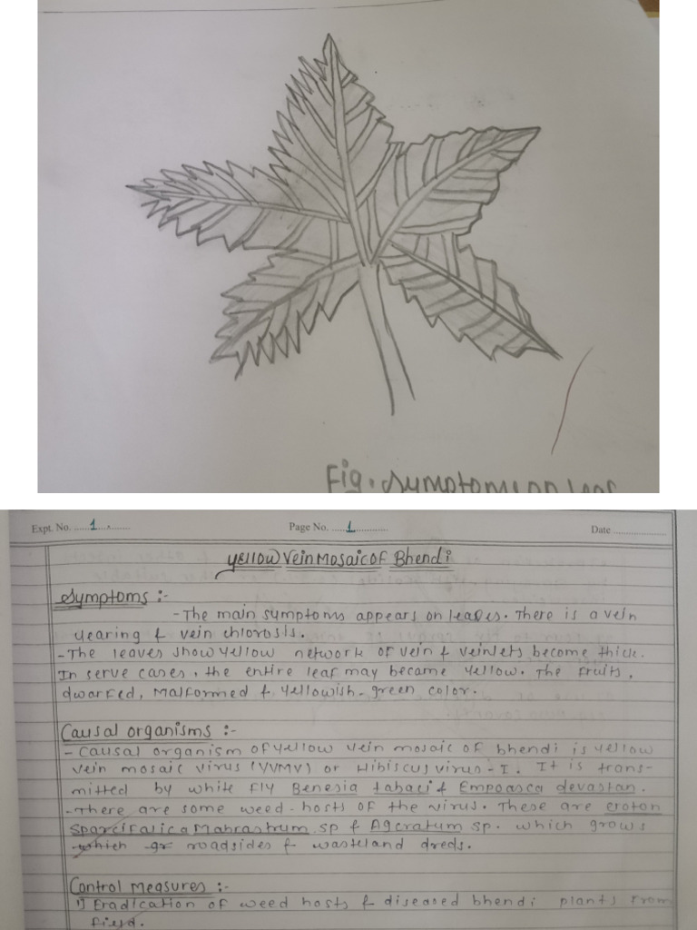 Botany | PDF