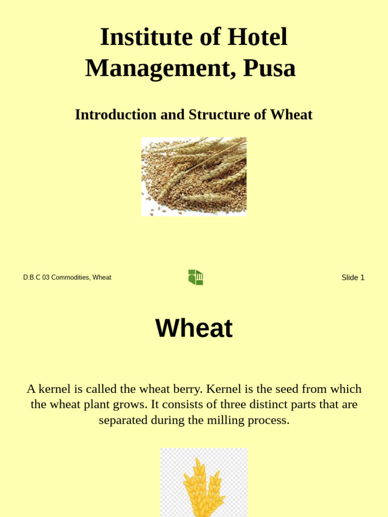 CH 1 Intro To Wheat Session 1 | PDF | Seed | Wheat