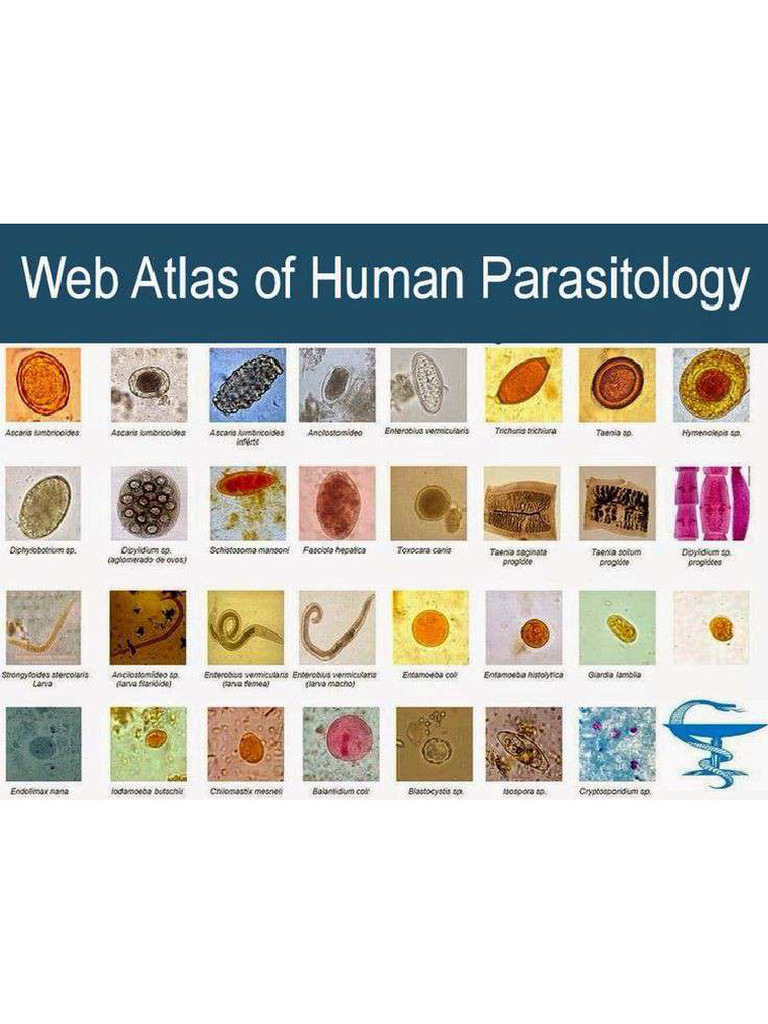Human Parasite | PDF