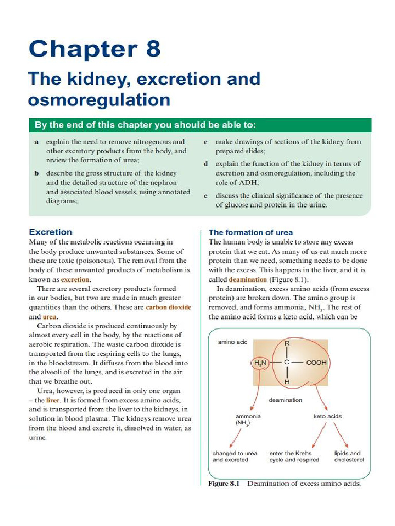 Bio Chapter 8 | PDF