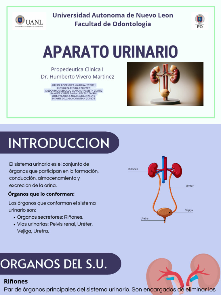 aparato urinario | PDF | Sistema urinario | Riñón
