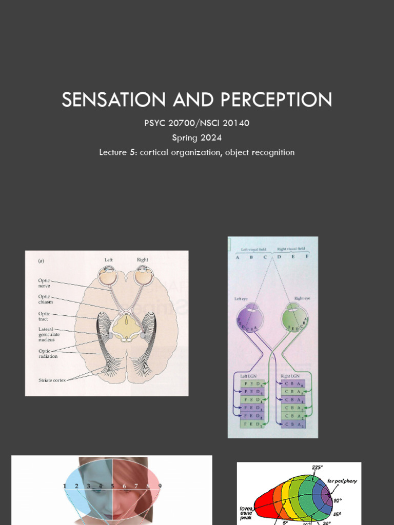 L5 - V1 and Object Perc | PDF
