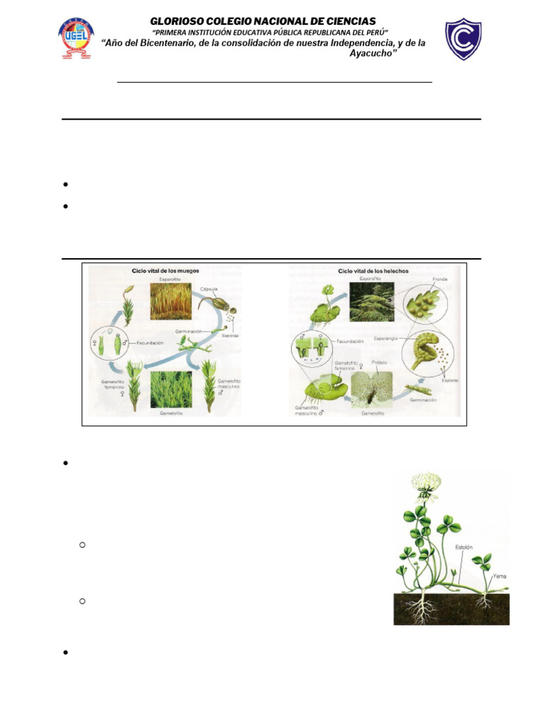 Reproducción Plantas | PDF | Flores | Reproducción