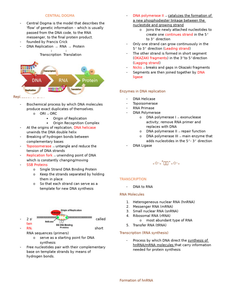 5. Central Dogma | PDF | Dna Replication | Dna