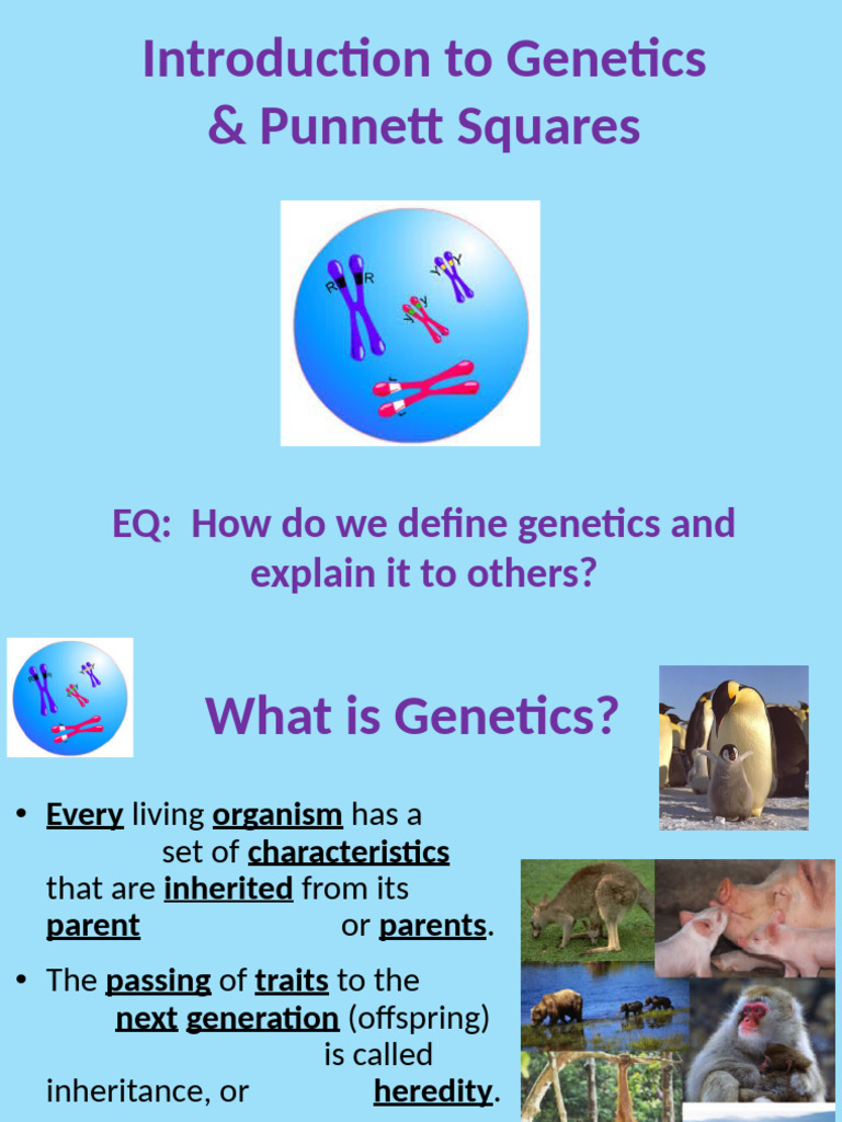 Introduction To Genetics & Punnett Squares Notes | PDF | Dominance ...