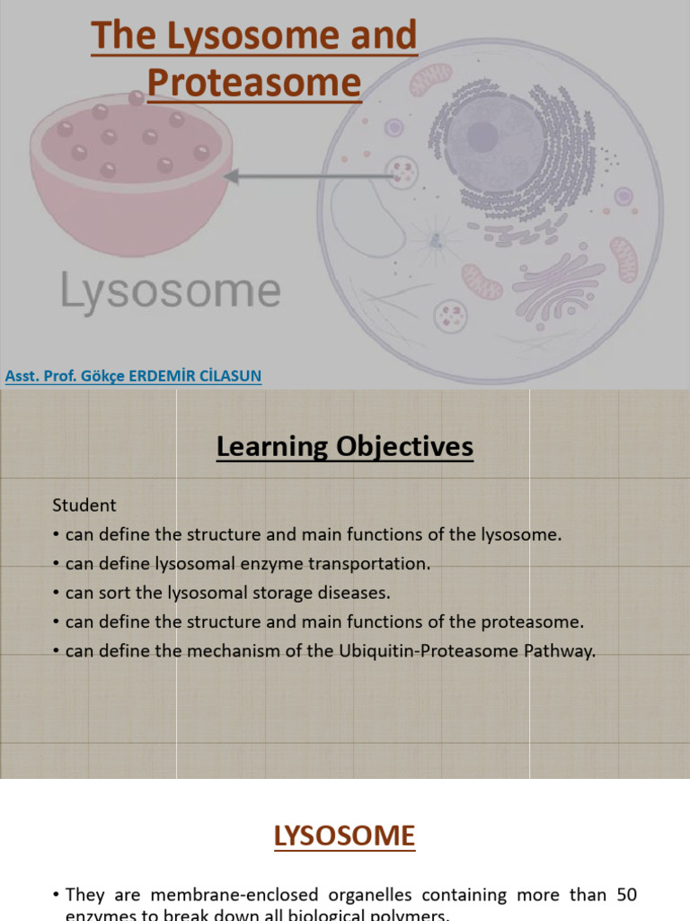 Lysosome and Proteasome Overview | PDF | Lysosome | Cytoplasm